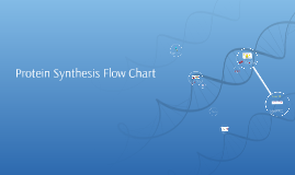 Protein Synthesis Flow Chart by Zoe Can on Prezi