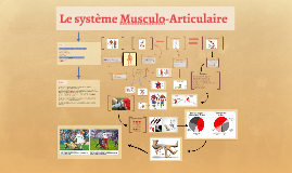 Le système Musculo-articulaire by Ernwein Nathan on Prezi