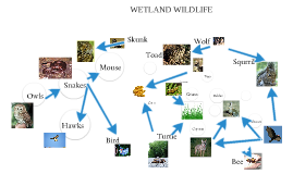 Wetland Wildlife Food Web by Kerry Goebel on Prezi