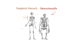 Vergleich Mensch und Menschenaffe by Franziska Sauer on Prezi
