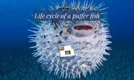 syntyche hoff on Prezi