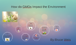 How do GMO's Impact the Environment by Bruce Weis on Prezi