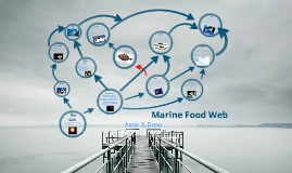 Marine Food Web by Anne Johnson on Prezi