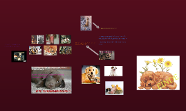presentatie dierenmishandeling by nikki claesen on Prezi