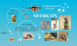 Meerkats by Melissa Ng on Prezi