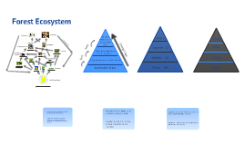 Northern Cardinal Food Web by Brian Nguyen on Prezi
