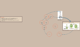 Levenscyclus Zaadplanten by Alexander Dereu on Prezi