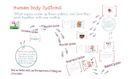 The Five Human Body Systems-Important Facts and Activities-Circulatory ...