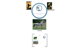 How horses communicate by zoe krendel on Prezi
