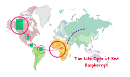 The Life Cycle of Raspberry's by maria garduno on Prezi