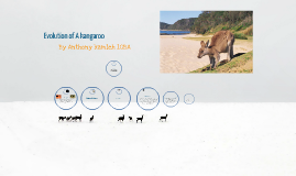 Evolution of a Kangaroo by Anthony Kamleh on Prezi