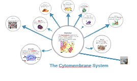 The Cytomembrane System by on Prezi
