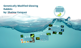 Genetically Modified Glowing Rabbits by Shalma Vazquez on Prezi