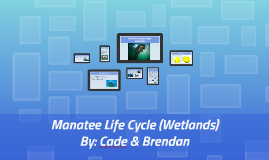 Manatee Life Cycle by Cade Whitmire on Prezi
