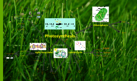 Photosynthesis Concept Map by Andrew Klimaszewski on Prezi