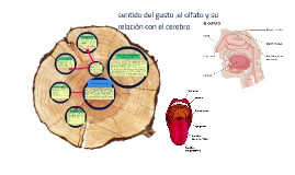 sentido del gusto y el olfato y su relacion con el cerebro by juan ...