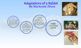 Adaptations of a Rabbit by Mackenzie Dixon on Prezi