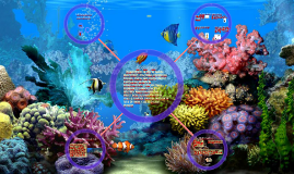 Spongieri by Mutaffof Sergiu on Prezi