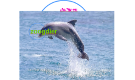 dolfijnen by Nienke Kuipers on Prezi