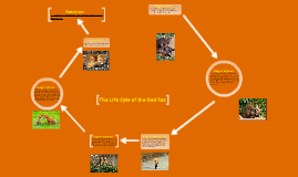The Life Cycle of the Red Fox by Joshua Finn on Prezi