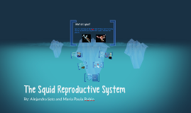 The Squid Reproductive System by Mariana Soto Leal on Prezi