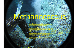 Methanococcus by vladimir espinal on Prezi