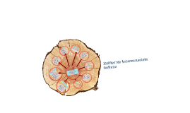 California Intermountain Indians by Chloe Sakr on Prezi