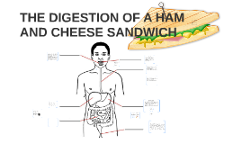 THE DIGESTION OF A HAM AND CHEESE SANDWICH ~ Shanese & Kismat by Shanese