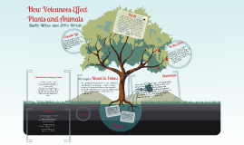 How Volcanoes Effect Plants and Animals by Allie Wrich on Prezi