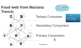 Food web from Mariana Trench by Cosmin Ghiorghita on Prezi