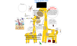 Comparative anatomy of giraffe's and humans cardiovascular s by Simran ...