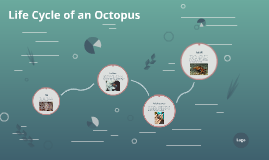 Life Cycle of an Octopus by Dat Boi on Prezi