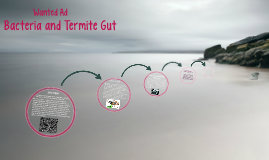 Bacteria and Termite Gut by Deana Garcia on Prezi