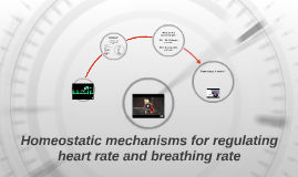 Homeostatic mechanisms for regulating heart rate and breathi by Susan ...