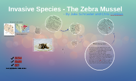 Human Impact Project - Invasive Species - Zebra Mussel by Jake ...
