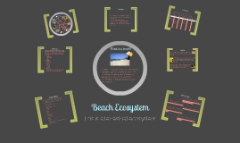 Beach ecosystem by Peyton Dao on Prezi