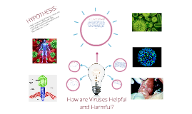How are Viruses Helpful and Harmful? by Kallie Bagnell on Prezi