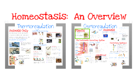 AP Bio - Physiology 2: Homeostasis Overview (Thermoregulation ...