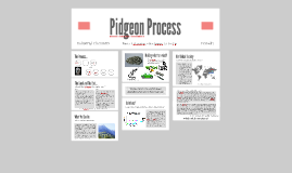 Pidgeon Process by Elizabeth C on Prezi