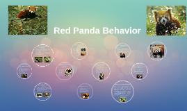 Red Panda Behavior by Sarita Vera on Prezi