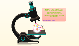 MATRIZ CITOPLASMATICA: CITOSOL Y CITOESQUELETO. by Caroline Reyes on Prezi