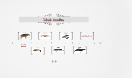 Whale timeline by keishmary gonzalez on Prezi