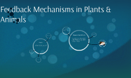 Feedback Mechanisms in Plants & Animals by Rachel McCarthy on Prezi