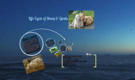 Life Cycle of Goats & Sheep by on Prezi