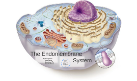 The Endomembrane System by Dominick Ta on Prezi