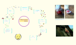 Habronemiasis cutanea by carolina saa on Prezi
