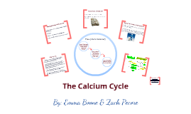The Calcium Cycle by Emma Boone on Prezi