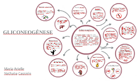 GLICONEOGÊNESE by Arielle Guedes on Prezi
