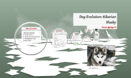Dog Evolution: Siberian Husky by Steven Amitai on Prezi