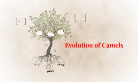 Evolution of Camels by Whitney Martin on Prezi